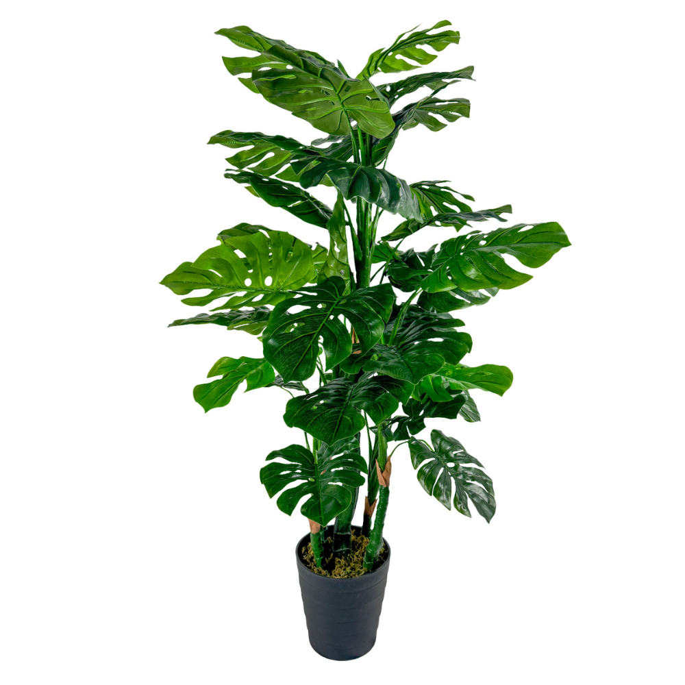 Monstera 4' – United Floors Courtenay